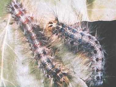 Gypsy Moth Pictures | Cumberland County, PA - Official Website